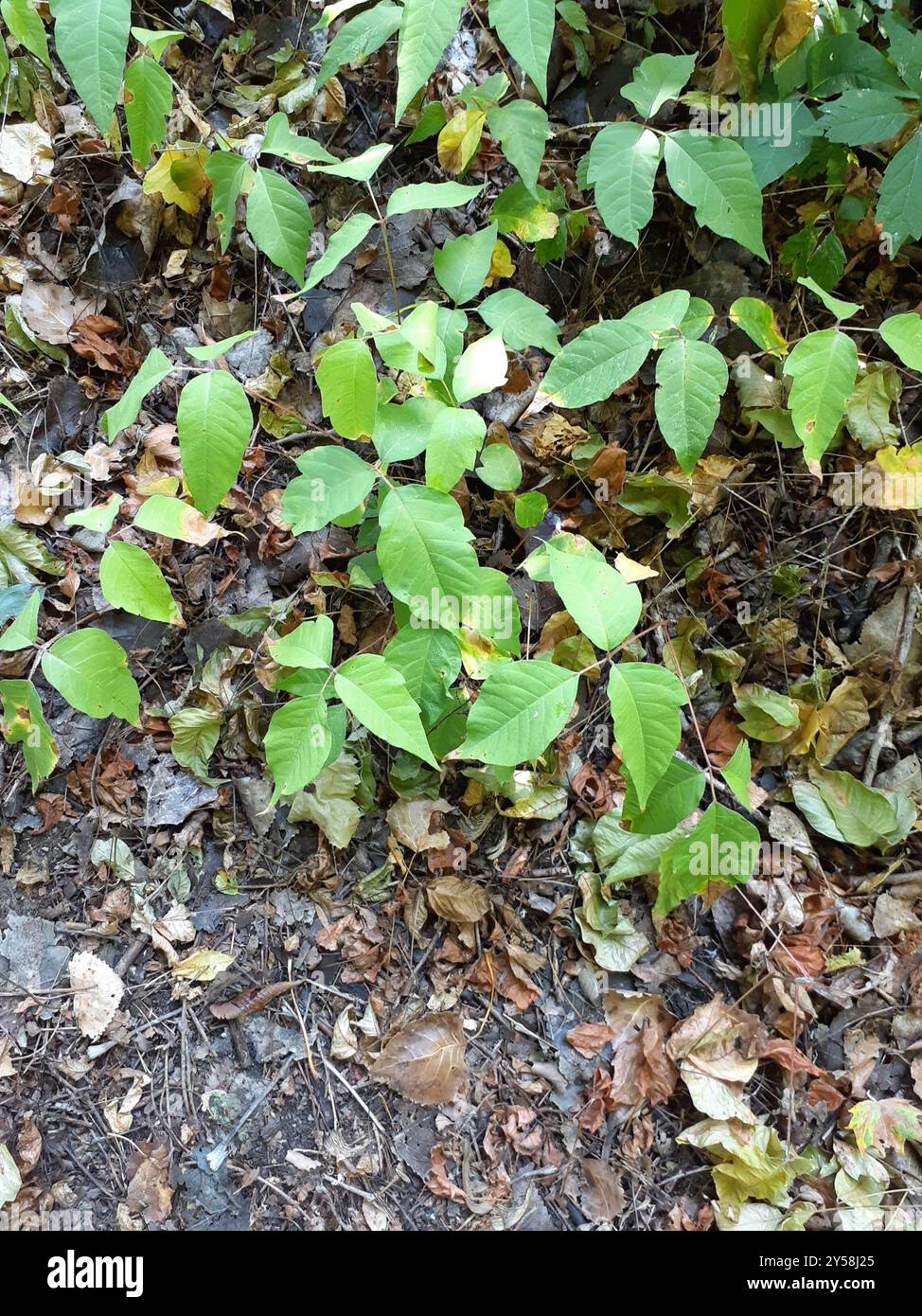 eastern poison ivy (Toxicodendron radicans) Plantae Stock Photo - Alamy