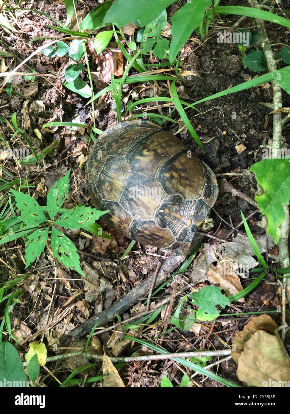 Three-toed Box Turtle (Terrapene triunguis) Reptilia Stock Photo - Alamy