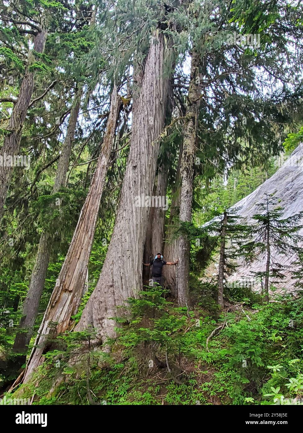 Alaska yellow cedar (Callitropsis nootkatensis) Plantae Stock Photo - Alamy