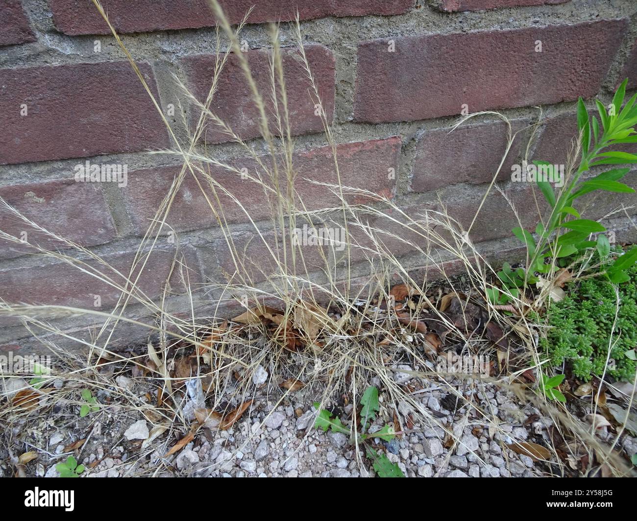 rattail sixweeks grass (Festuca myuros) Plantae Stock Photo - Alamy