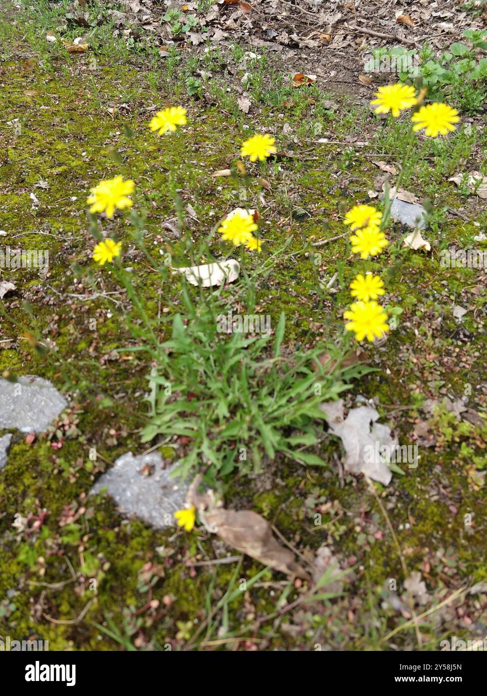 Smooth hawksbeard (Crepis capillaris) Plantae Stock Photo - Alamy