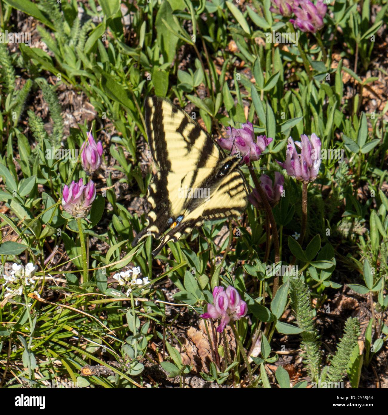 Western Tiger Swallowtail (Papilio rutulus) Insecta Stock Photo - Alamy