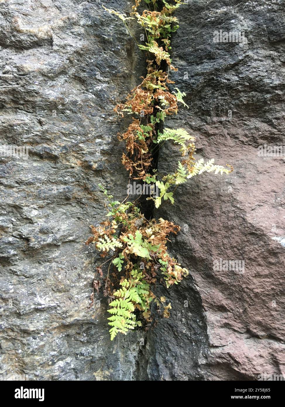 ferns (Polypodiopsida) Plantae Stock Photo - Alamy