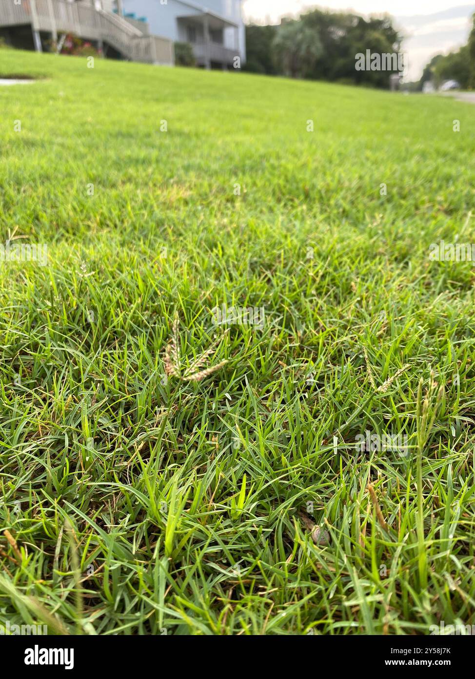 Bermuda grass (Cynodon dactylon) Plantae Stock Photo - Alamy