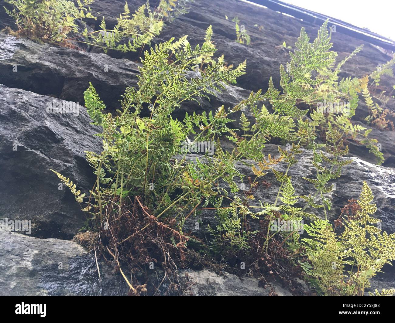 ferns (Polypodiopsida) Plantae Stock Photo - Alamy