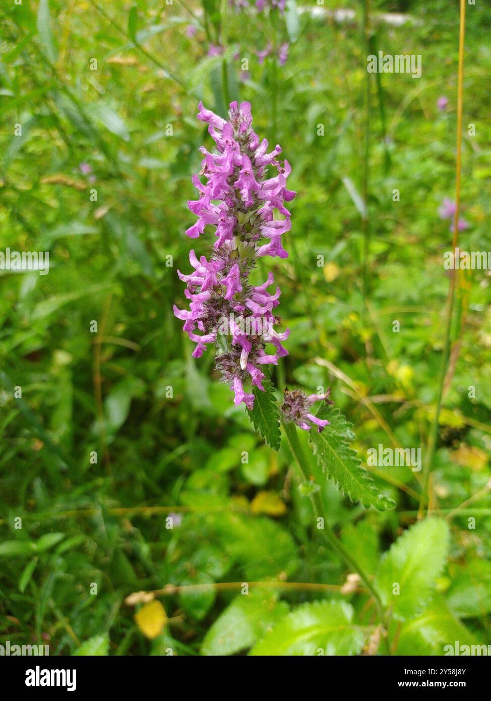 common hedge-nettle (Betonica officinalis) Plantae Stock Photo - Alamy