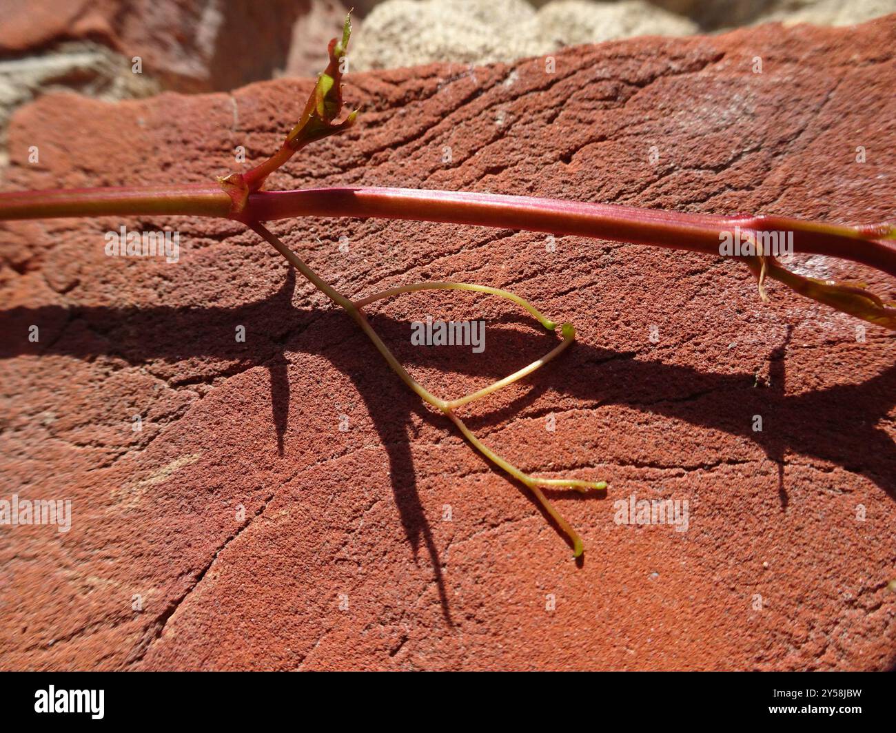 Chinese Virginia Creeper (Parthenocissus henryana) Plantae Stock Photo ...