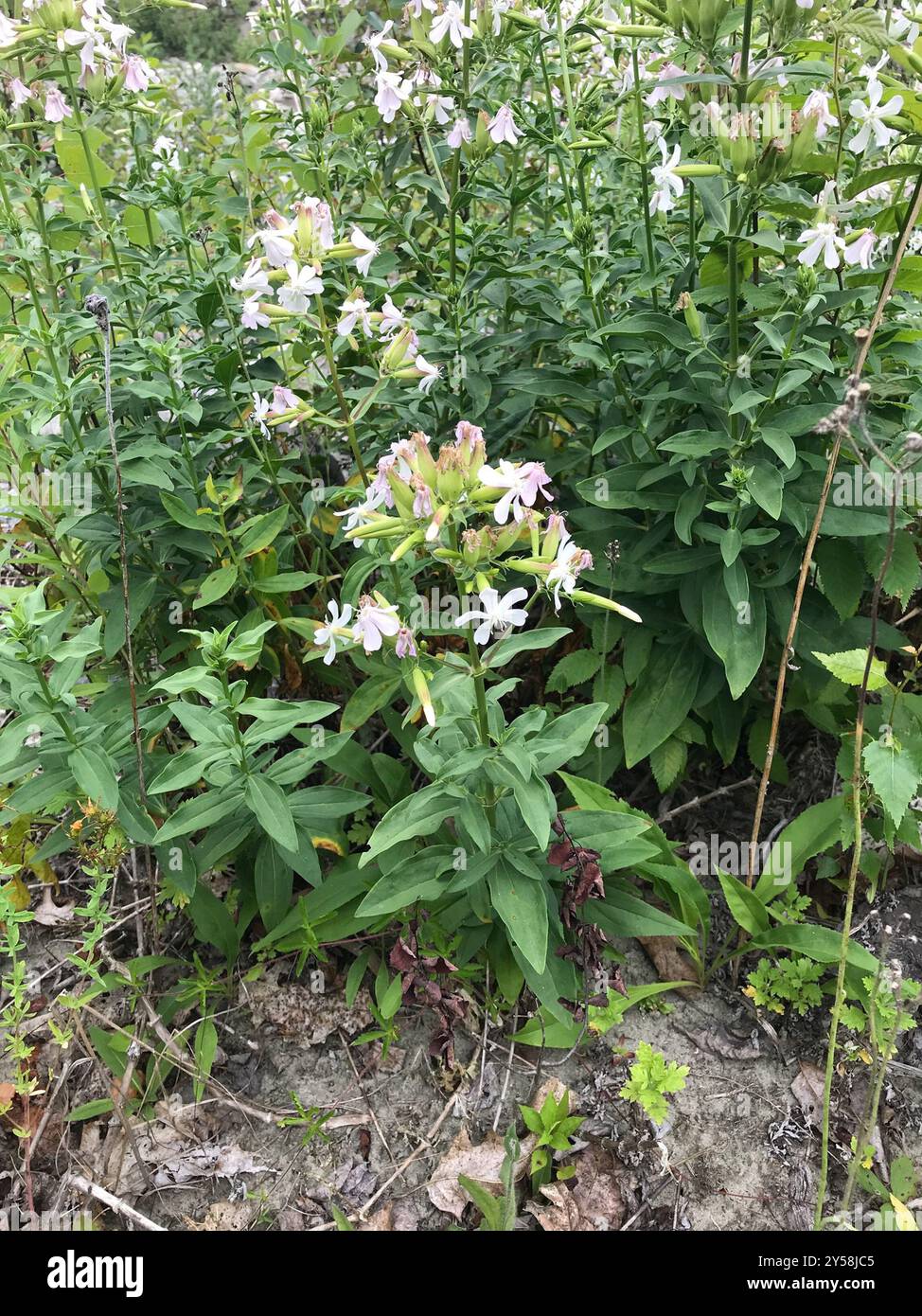 common soapwort (Saponaria officinalis) Plantae Stock Photo - Alamy