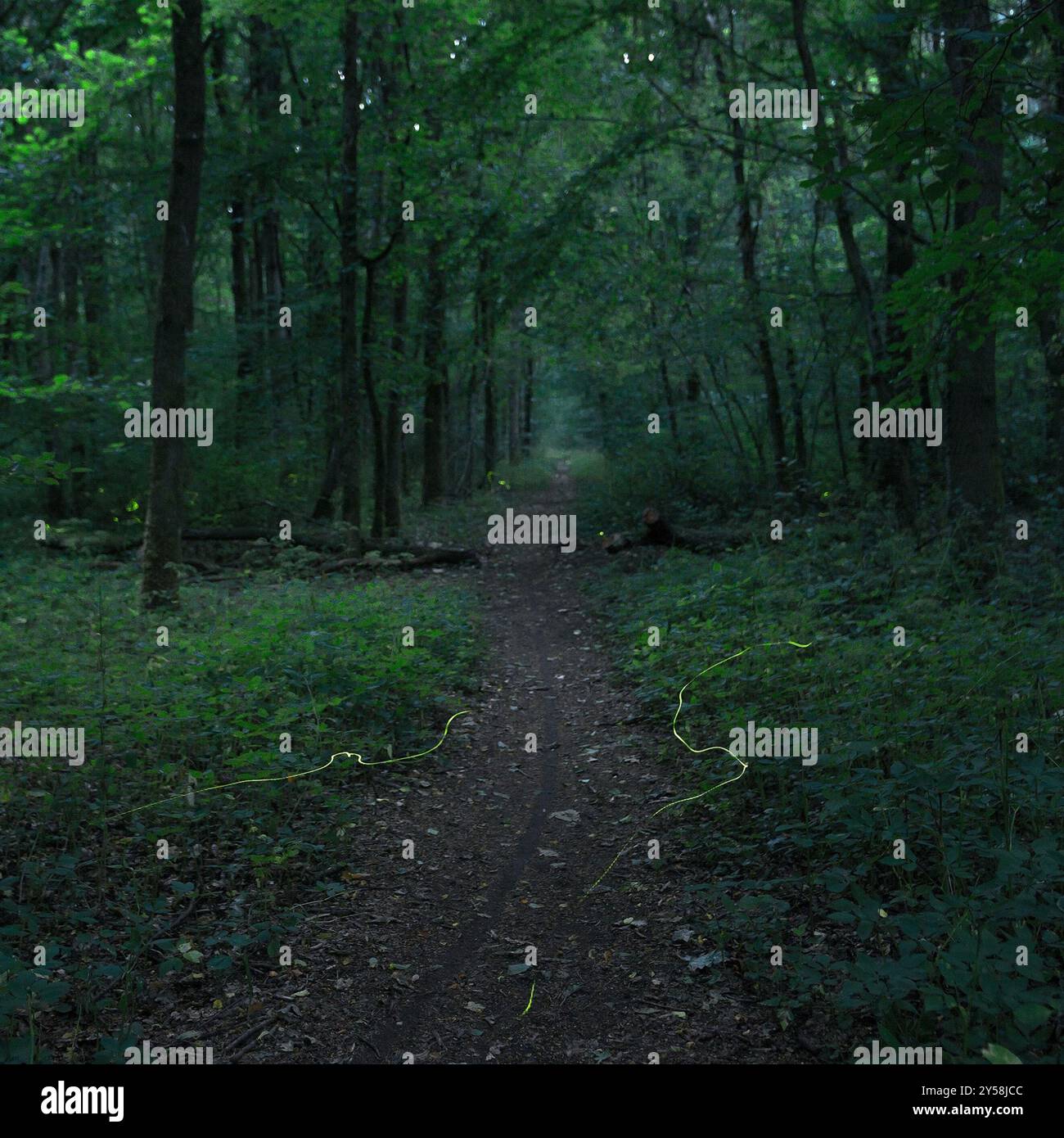 Lesser Glowworm (Lamprohiza splendidula) Insecta Stock Photo - Alamy