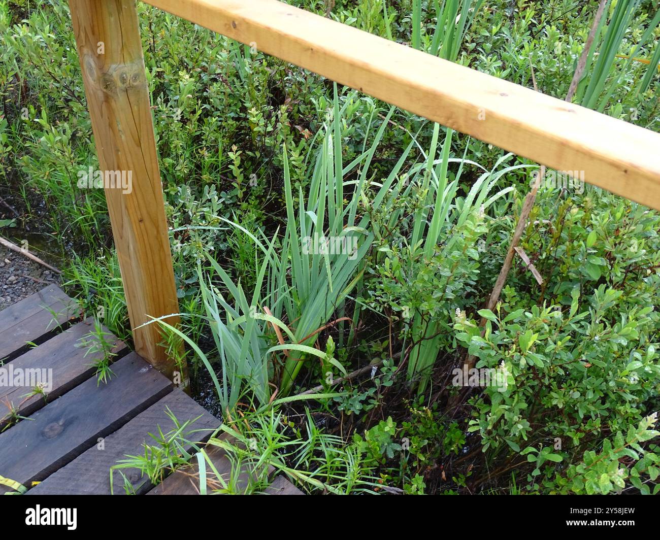 Common Beardless Irises (Limniris) Plantae Stock Photo - Alamy