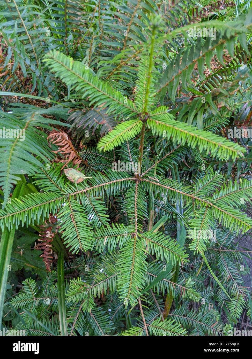 grand fir (Abies grandis) Plantae Stock Photo - Alamy