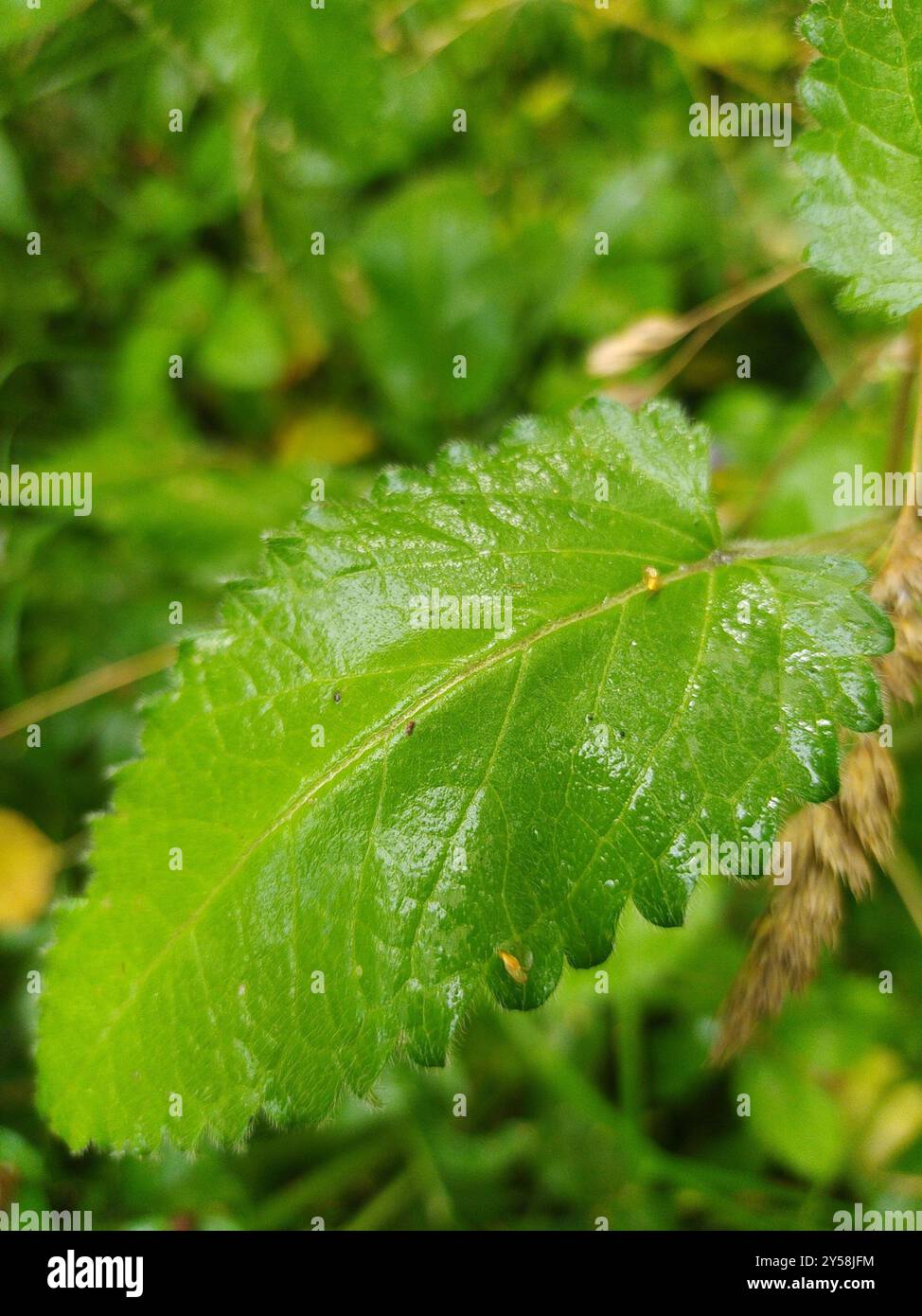 common hedge-nettle (Betonica officinalis) Plantae Stock Photo - Alamy
