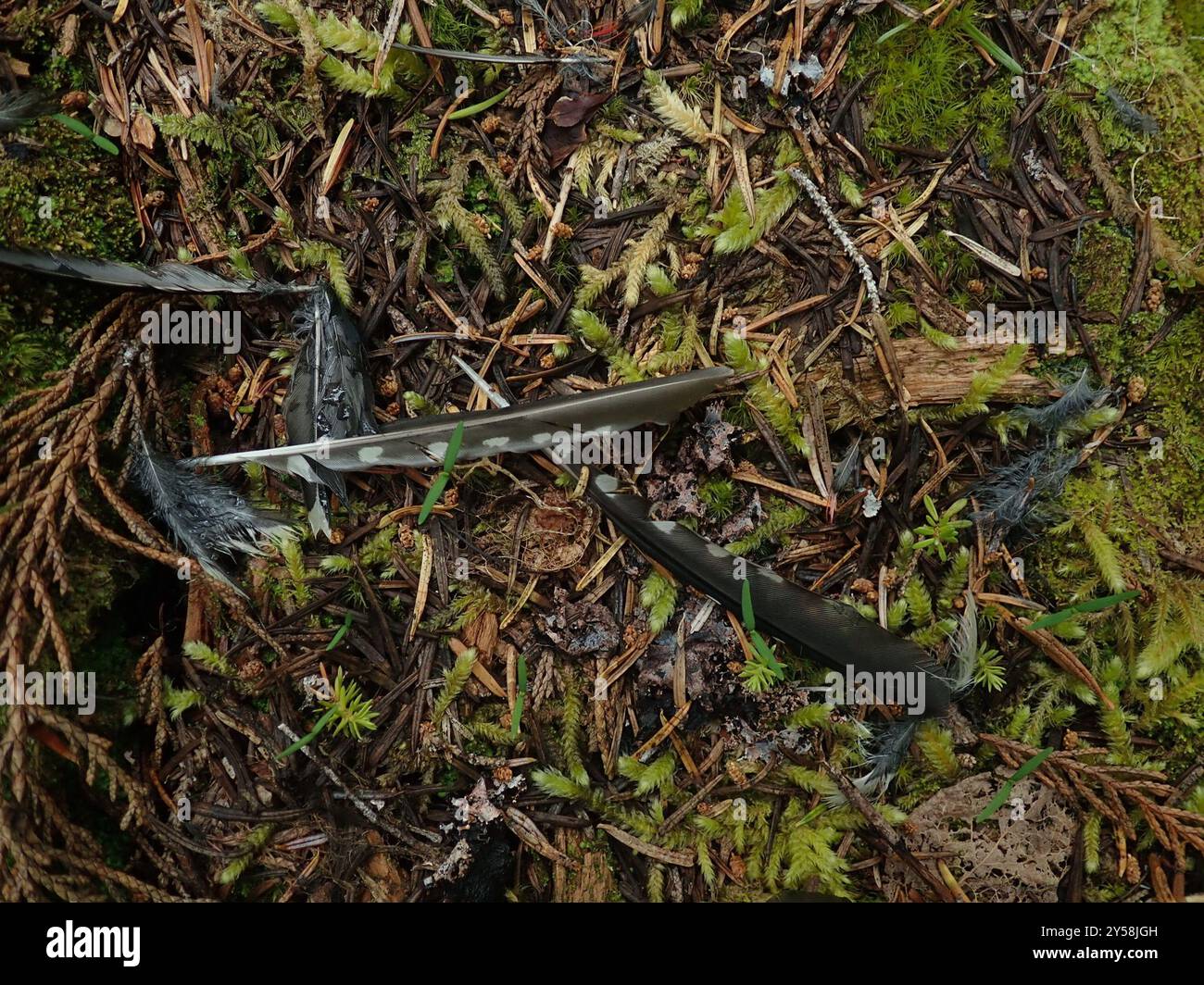 Dryobates Woodpeckers (Dryobates) Aves Stock Photo - Alamy