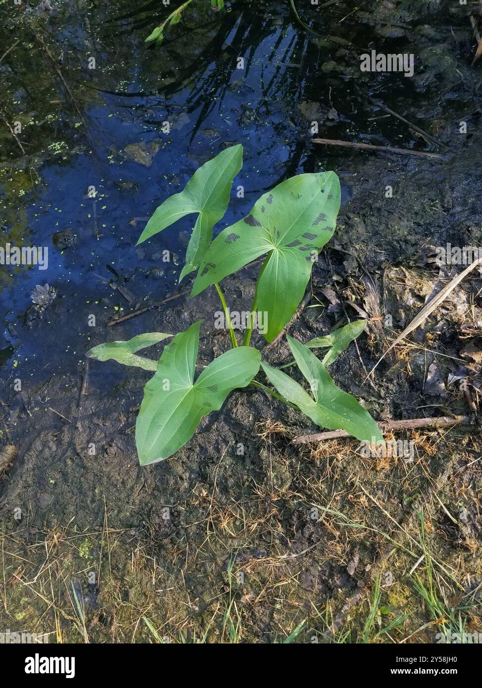 broadleaf arrowhead (Sagittaria latifolia) Plantae Stock Photo - Alamy