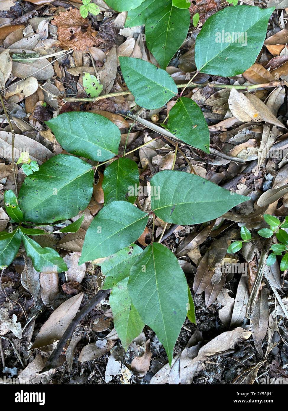 (Toxicodendron radicans radicans) Plantae Stock Photo - Alamy