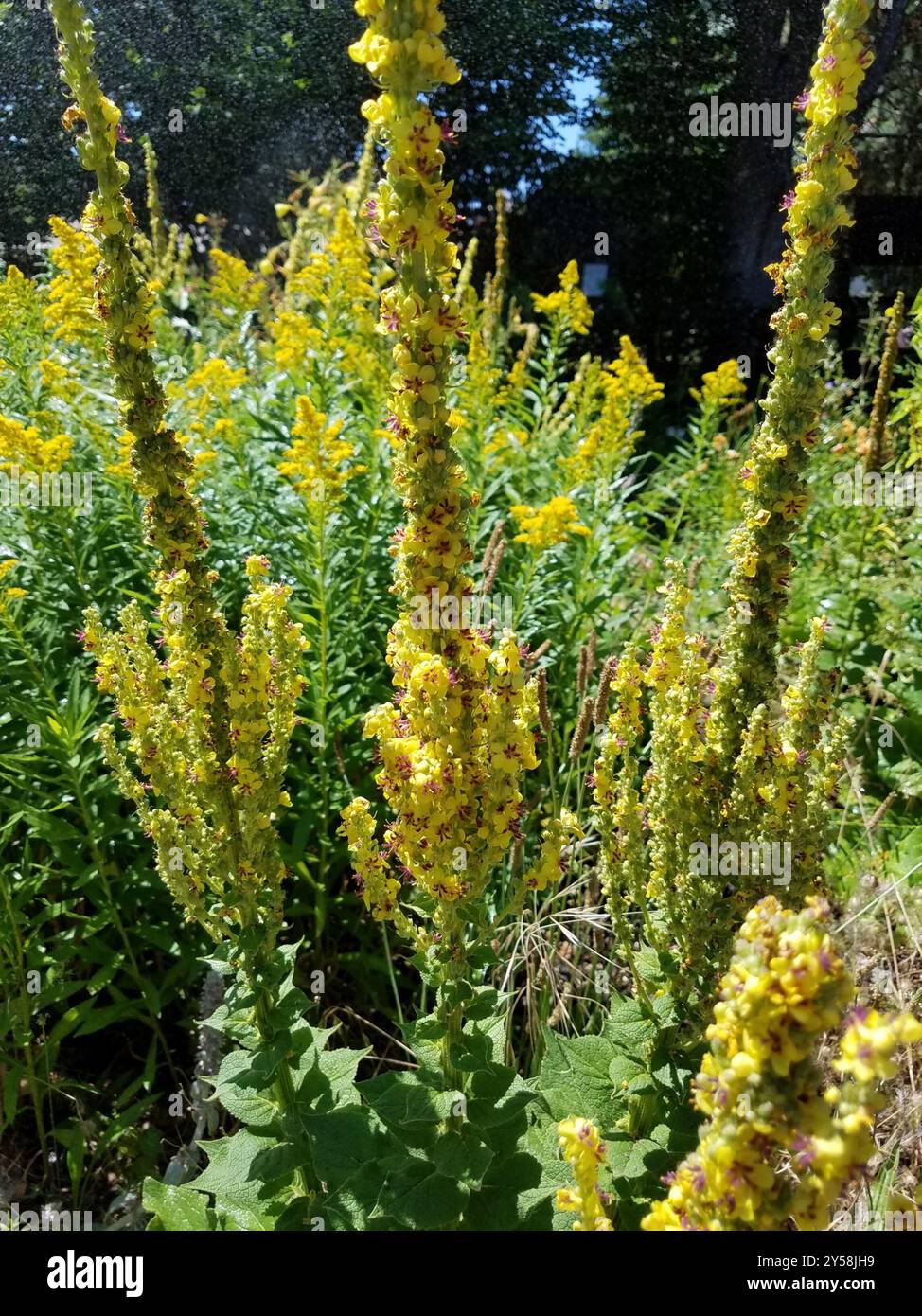 Dark Mullein (Verbascum nigrum) Plantae Stock Photo - Alamy