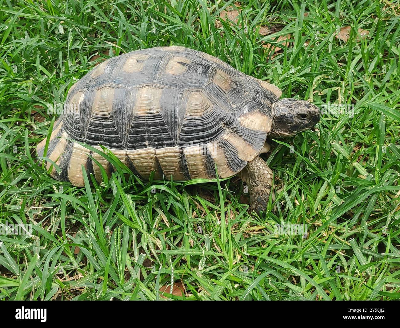 Marginated Tortoise (Testudo marginata) Reptilia Stock Photo - Alamy