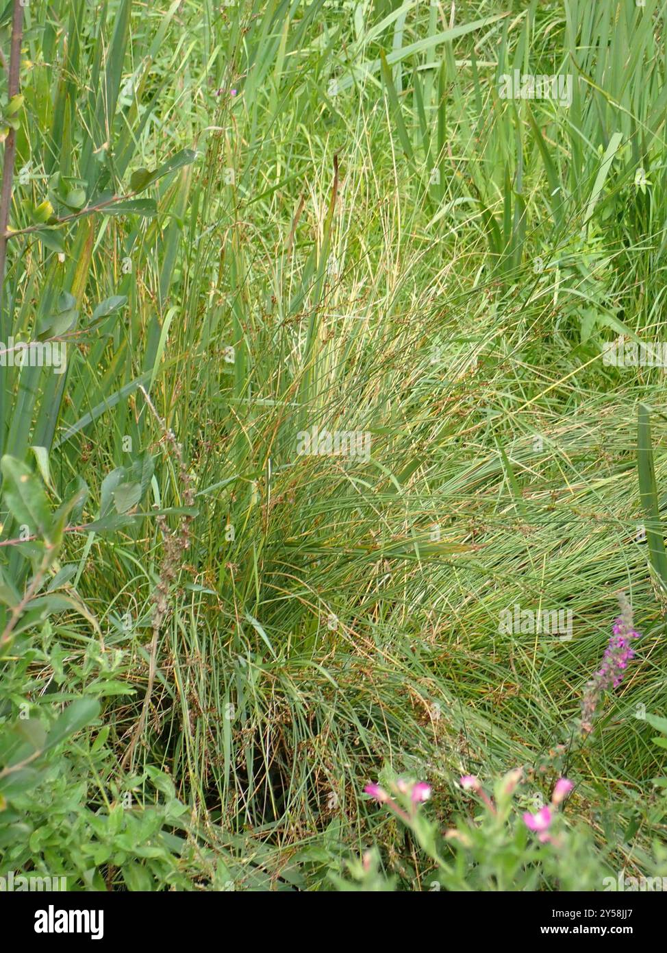 Hard Rush (Juncus inflexus) Plantae Stock Photo - Alamy