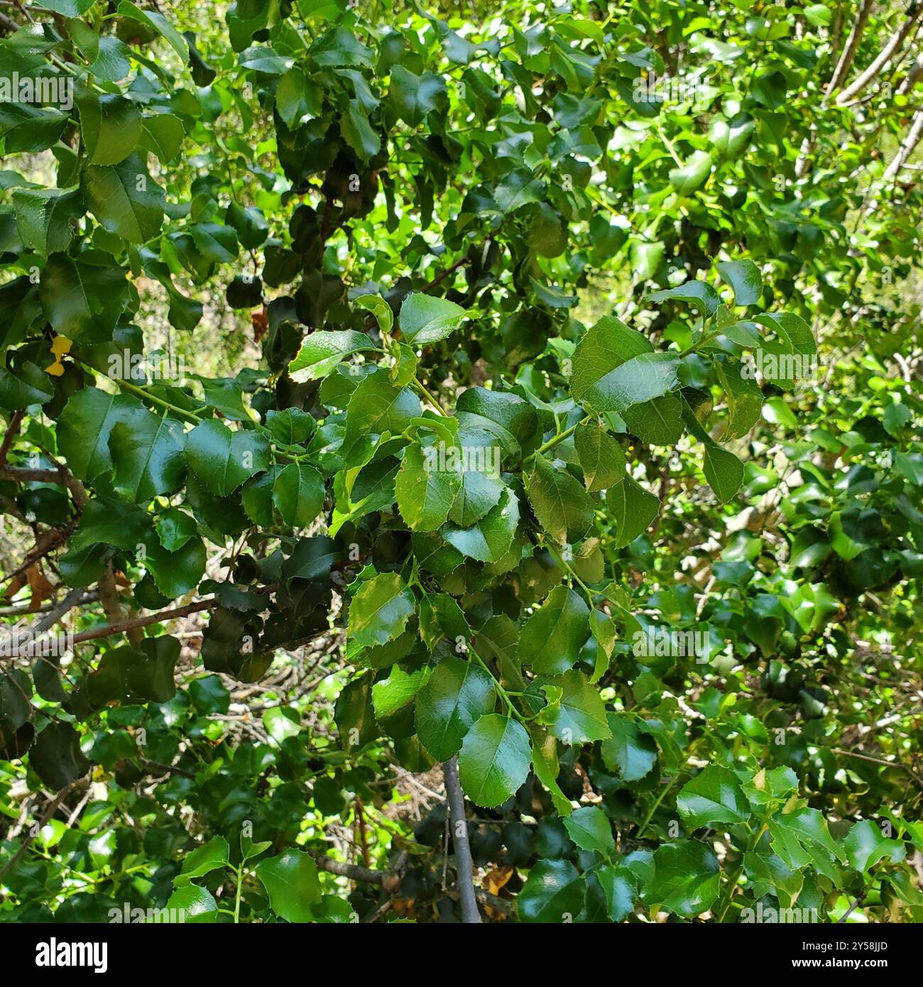 hollyleaf cherry (Prunus ilicifolia) Plantae Stock Photo - Alamy