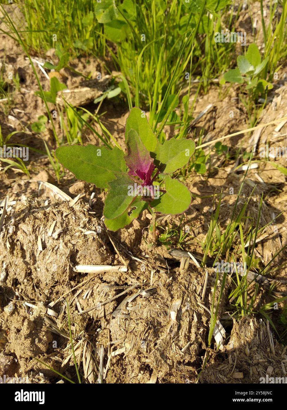 Tree spinach (Chenopodium giganteum) Plantae Stock Photo - Alamy