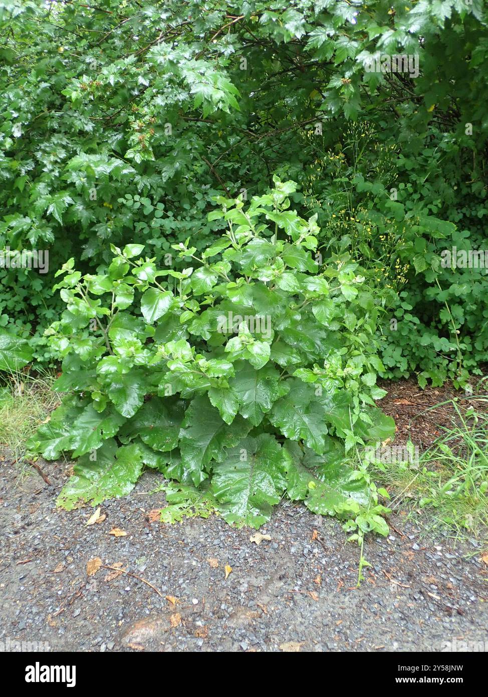 lesser burdock (Arctium minus) Plantae Stock Photo - Alamy