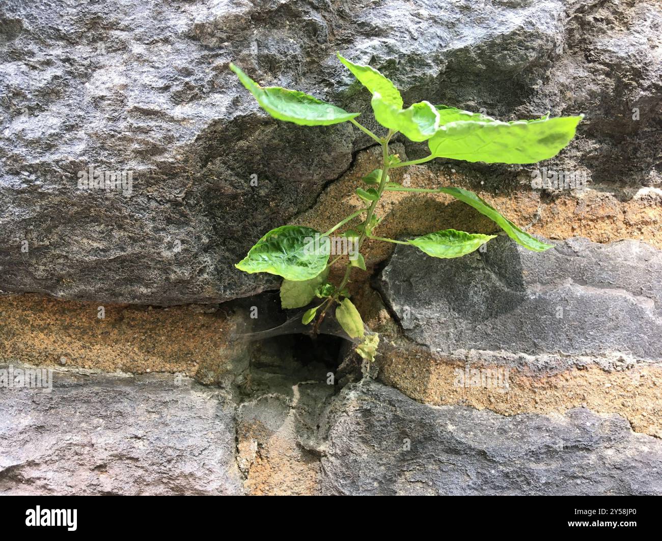 Asian Copperleaf (Acalypha australis) Plantae Stock Photo - Alamy