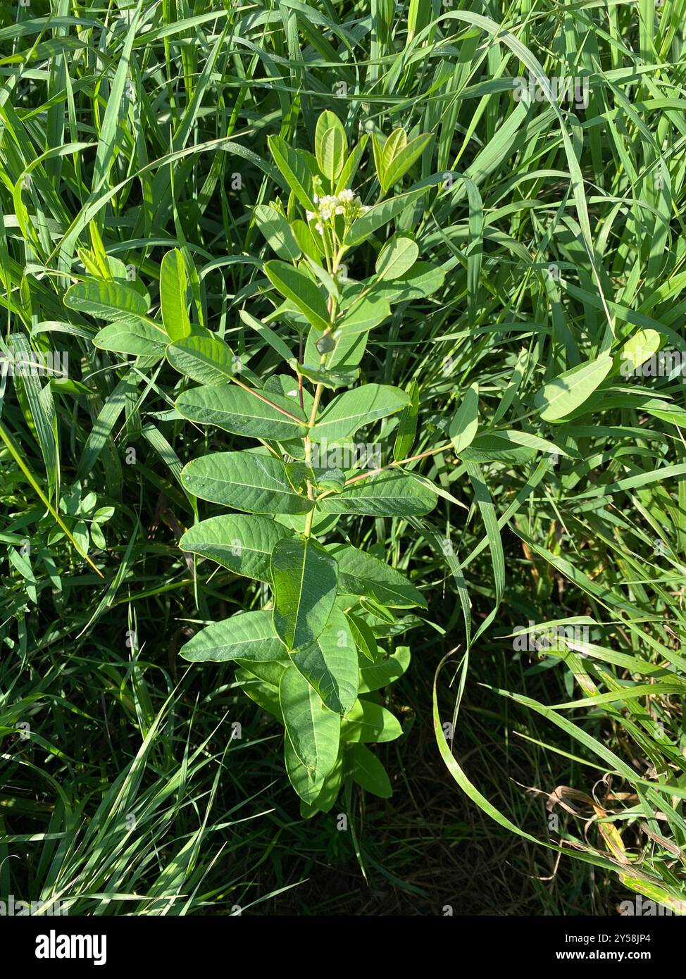 hemp dogbane (Apocynum cannabinum) Plantae Stock Photo - Alamy
