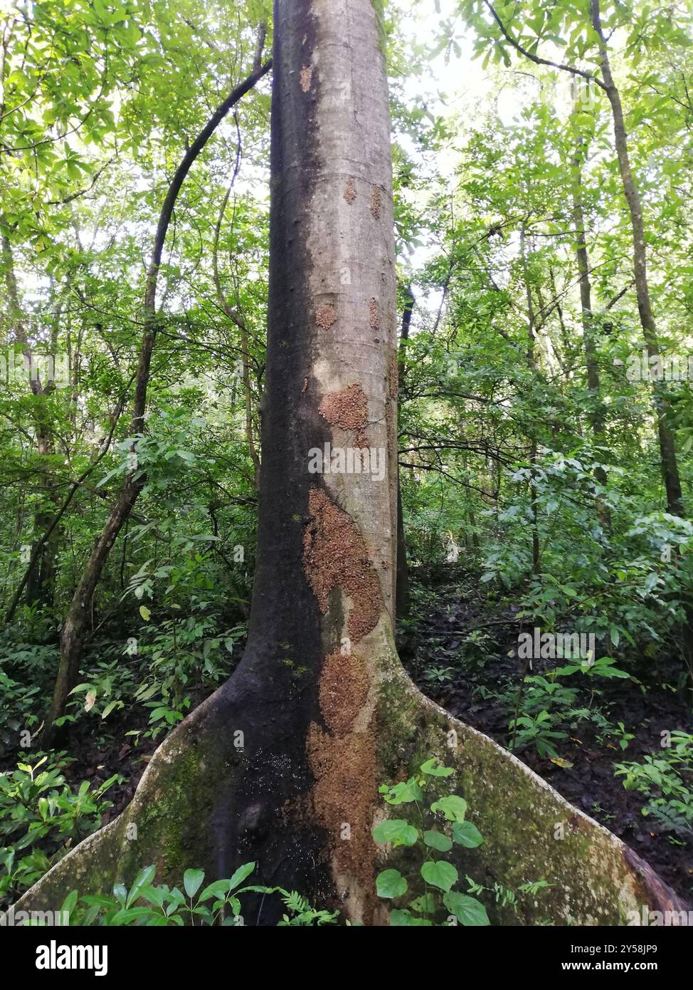 Brazilian fern tree (Schizolobium parahyba) Plantae Stock Photo - Alamy