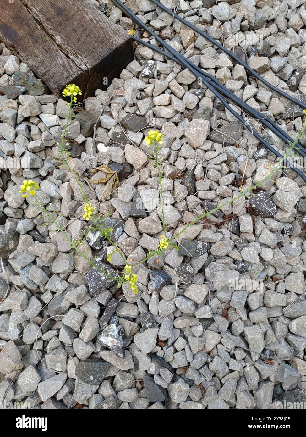 mustard family (Brassicaceae) Plantae Stock Photo - Alamy