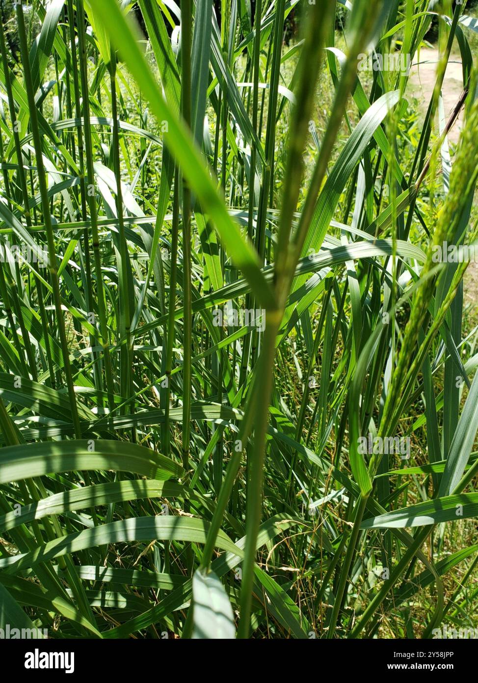 grasses (Poaceae) Plantae Stock Photo - Alamy