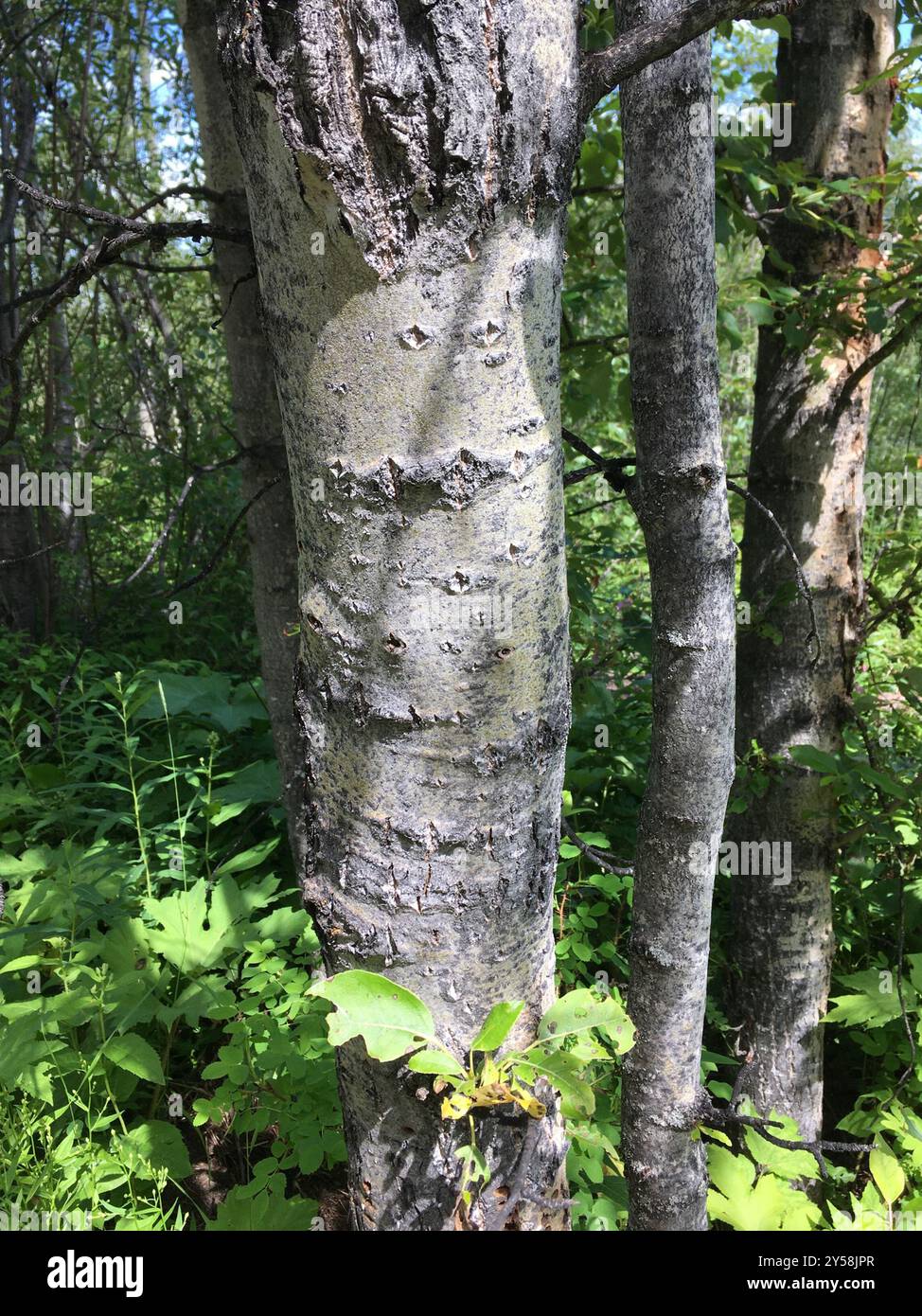 balsam poplar (Populus balsamifera) Plantae Stock Photo - Alamy