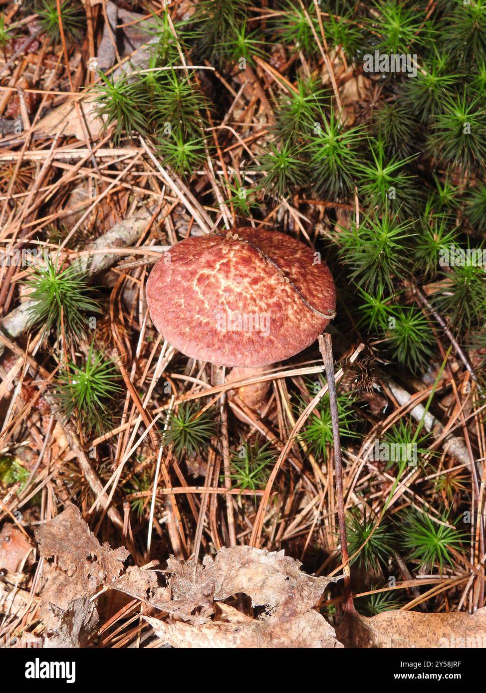 Painted Suillus (Suillus spraguei) Fungi Stock Photo - Alamy