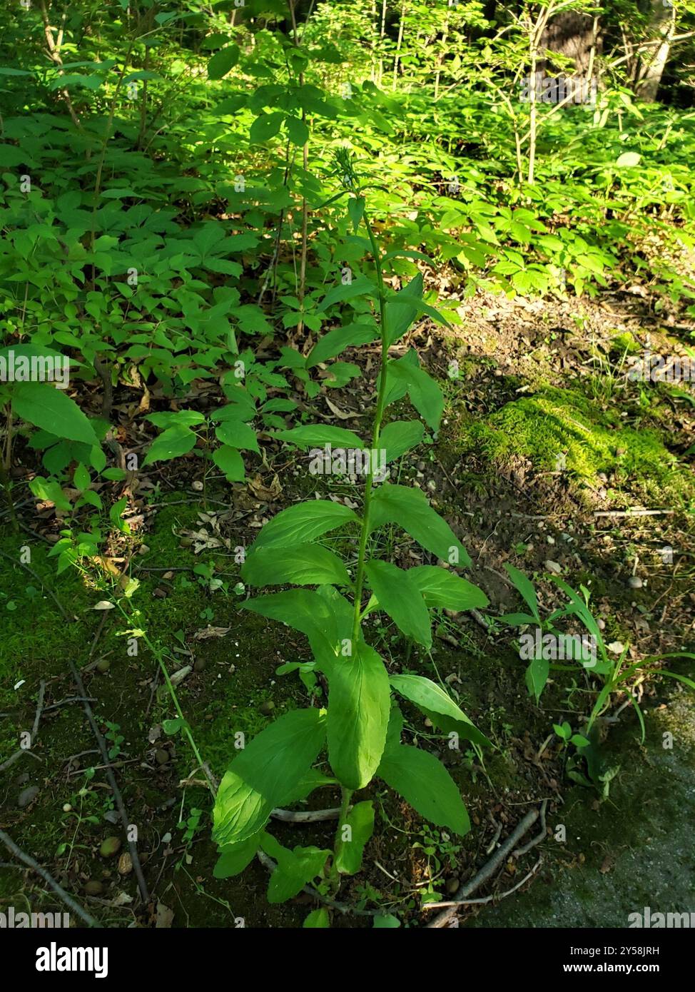 Indian tobacco (Lobelia inflata) Plantae Stock Photo - Alamy