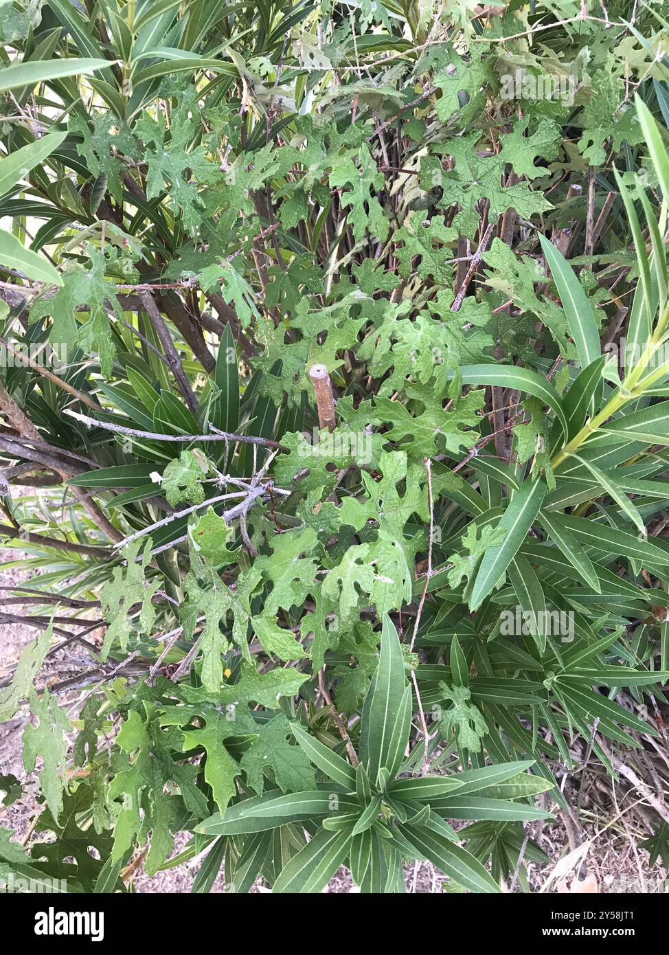 mustang grape (Vitis mustangensis) Plantae Stock Photo - Alamy