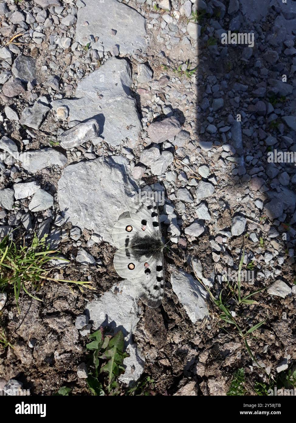 Apollo (Parnassius apollo) Insecta Stock Photo - Alamy