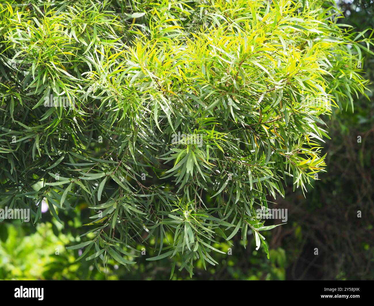 Taiwan Acacia (Acacia confusa) Plantae Stock Photo - Alamy