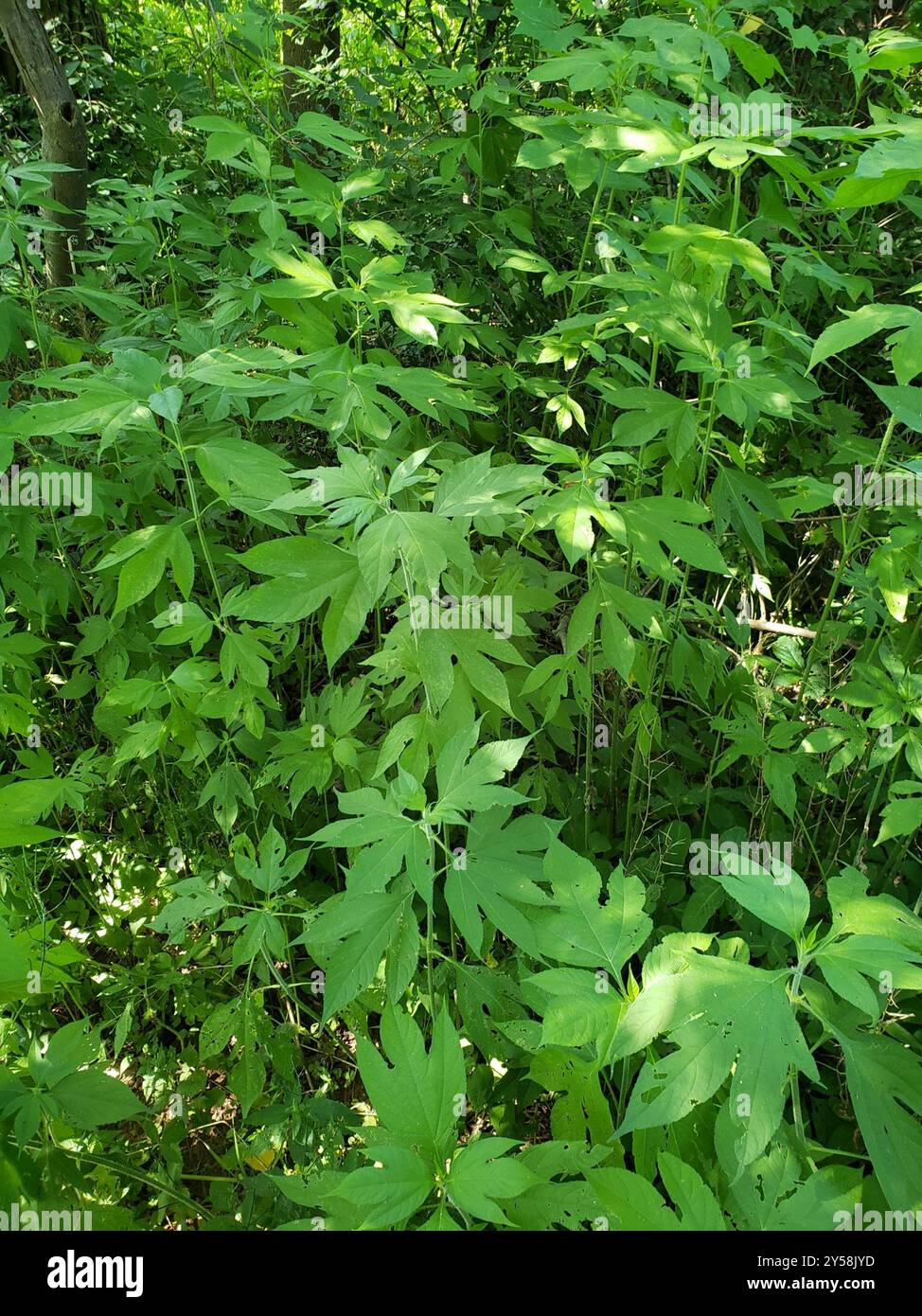 giant ragweed (Ambrosia trifida) Plantae Stock Photo - Alamy