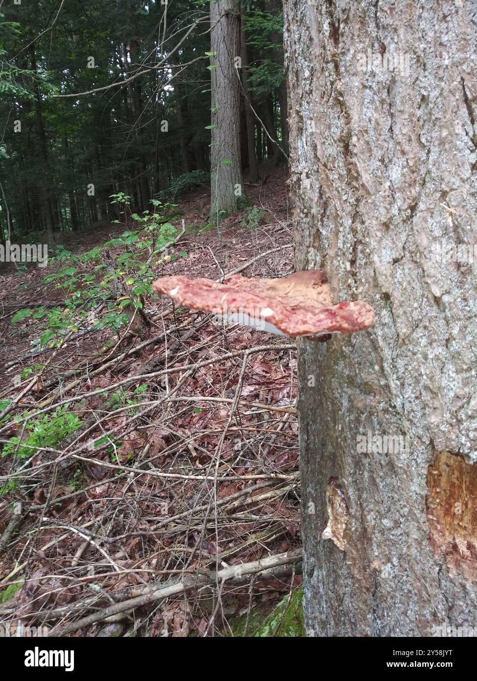 artist's bracket (Ganoderma applanatum) Fungi Stock Photo - Alamy