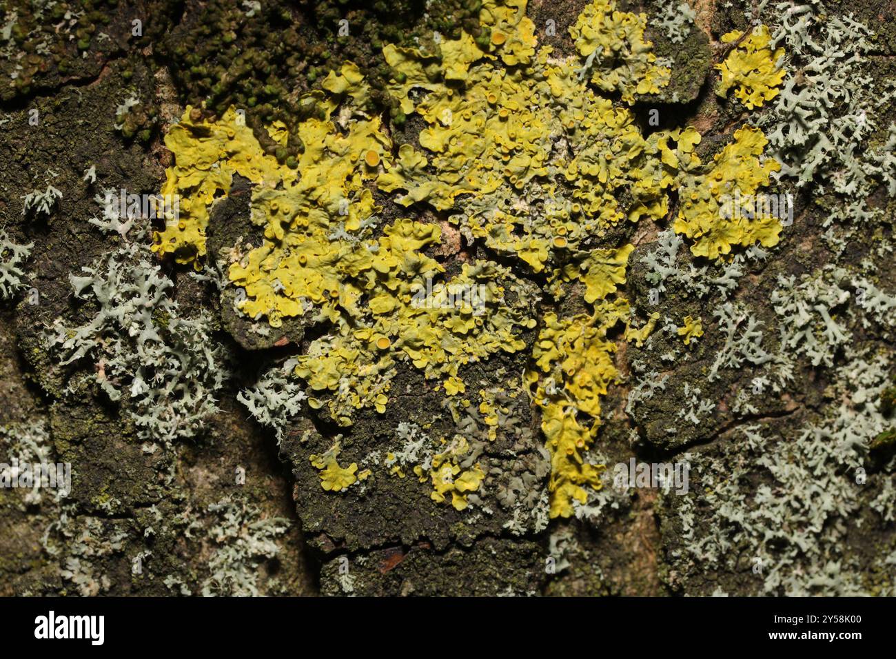 Common Sunburst Lichen (Xanthoria parietina) Fungi Stock Photo - Alamy