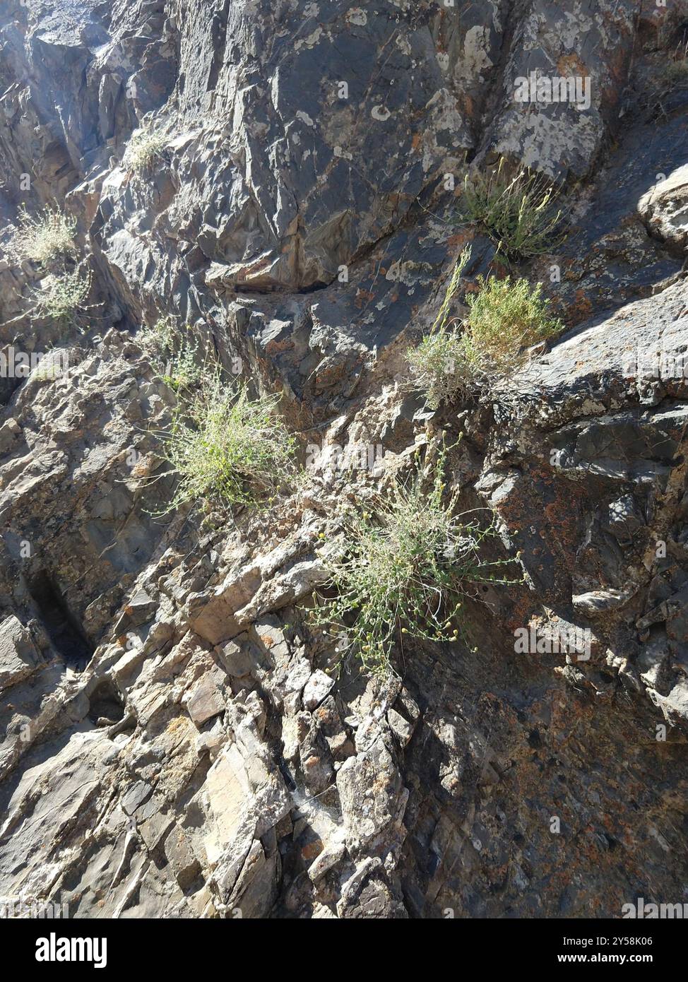 inyo rockdaisy (Perityle inyoensis) Plantae Stock Photo - Alamy