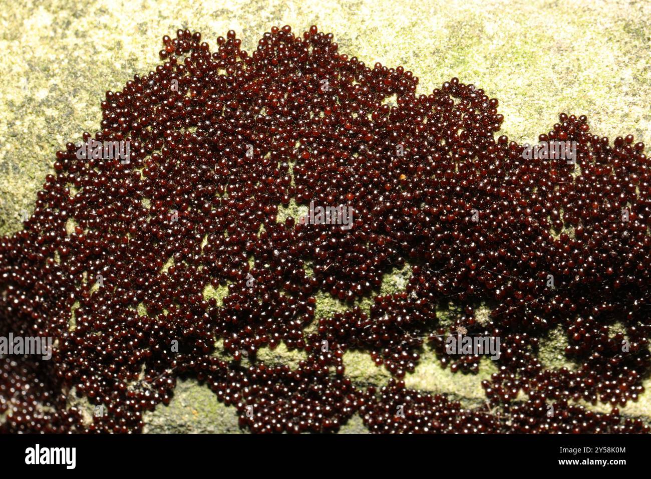 slime molds (Mycetozoa) Protozoa Stock Photo - Alamy