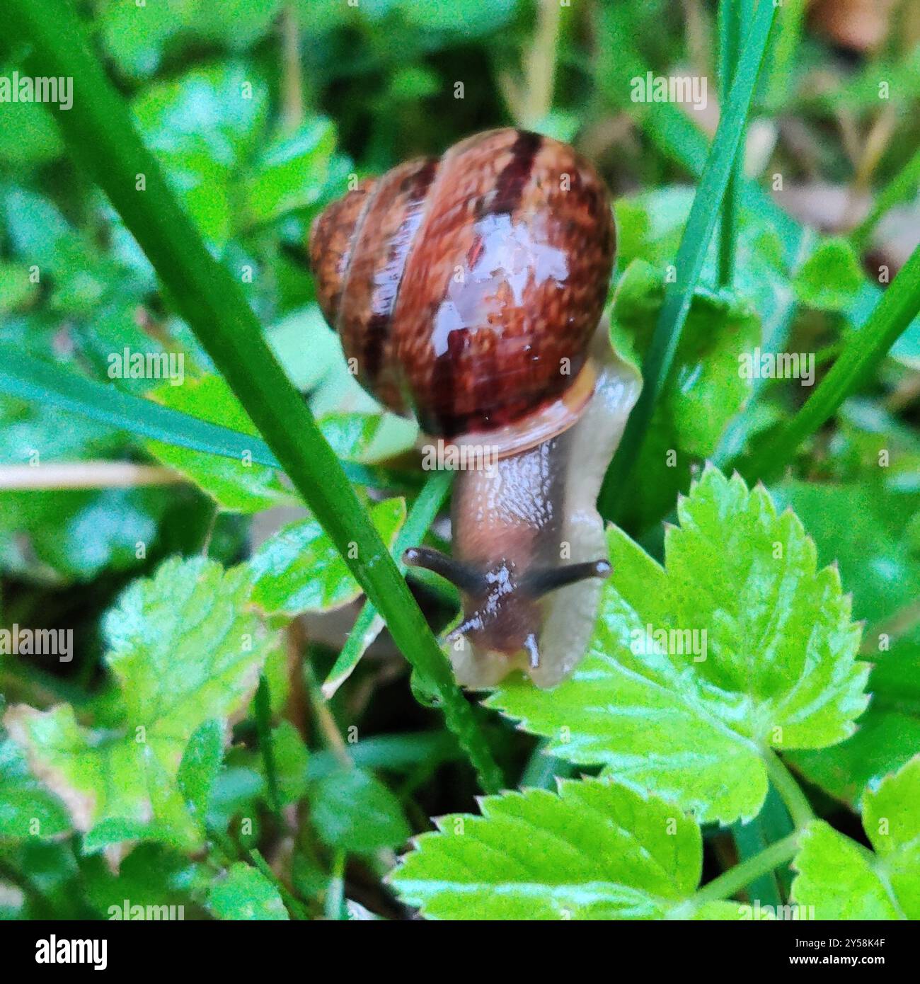 Copse Snail (Arianta arbustorum) Mollusca Stock Photo - Alamy