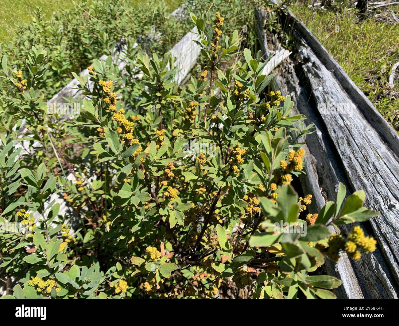 bog myrtle (Myrica gale) Plantae Stock Photo - Alamy
