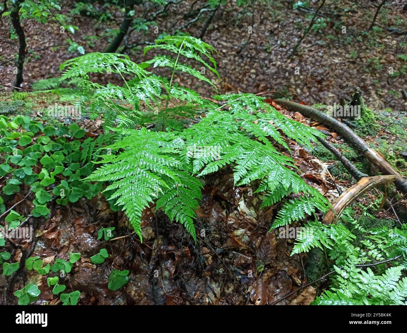 ferns (Polypodiopsida) Plantae Stock Photo - Alamy