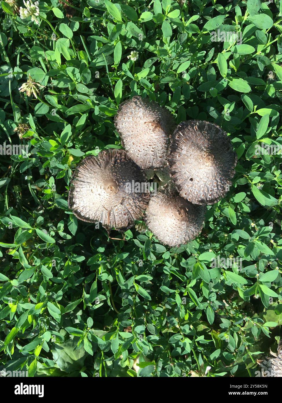 scaly ink cap (Coprinopsis variegata) Fungi Stock Photo - Alamy