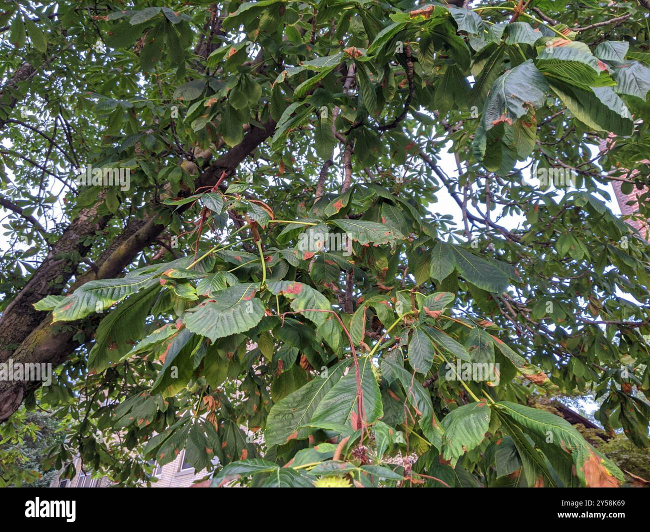 Aesculus leaf blotch (Phyllosticta sphaeropsoidea) Fungi Stock Photo ...