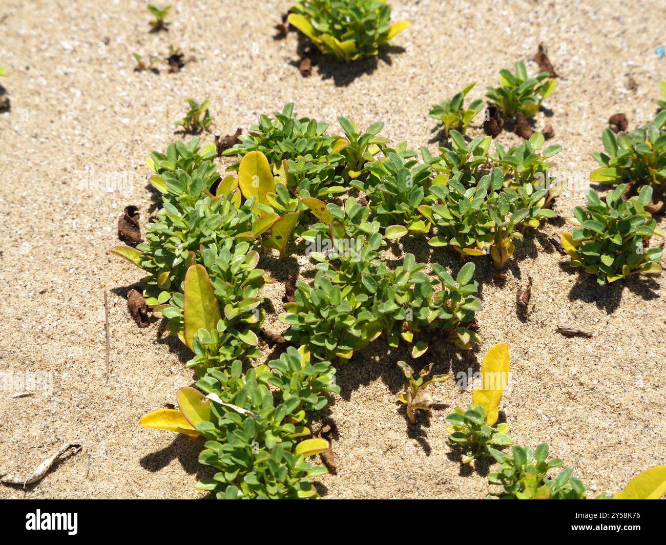 beach morning-glory (Ipomoea imperati) Plantae Stock Photo - Alamy