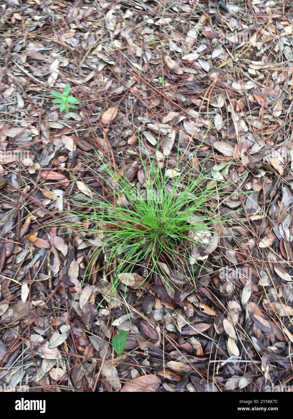 South Florida slash pine (Pinus elliottii densa) Plantae Stock Photo ...