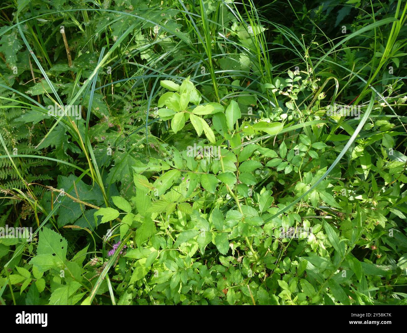 multiflora rose (Rosa multiflora) Plantae Stock Photo - Alamy
