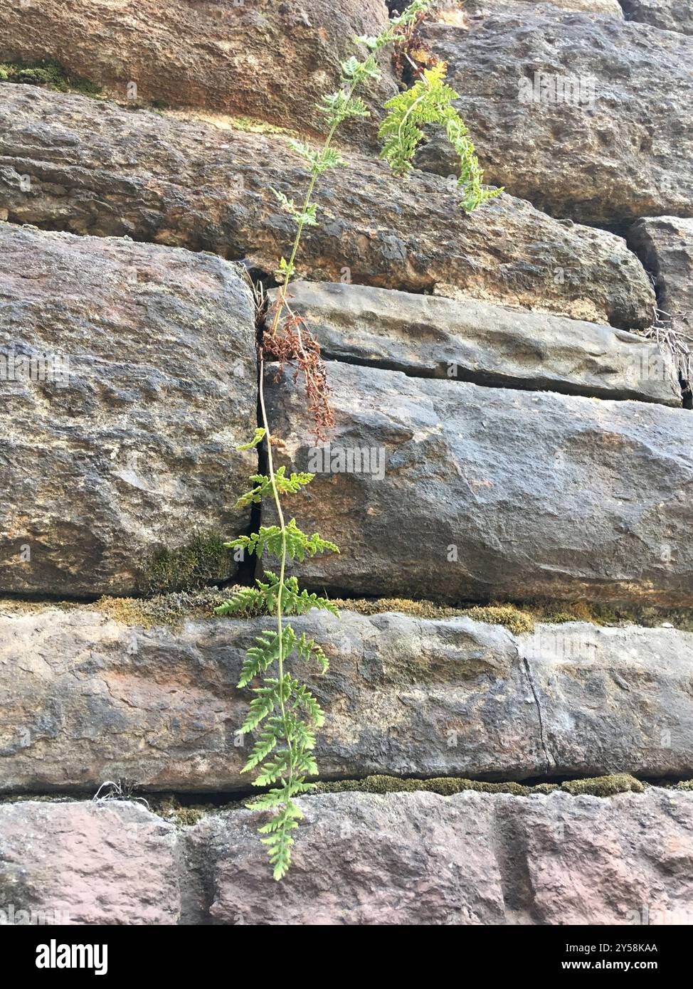 ferns (Polypodiopsida) Plantae Stock Photo - Alamy